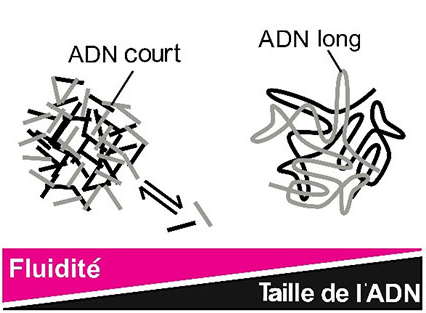ADN : Le lien révélé entre taille et dynamique - TRI-Genotoul